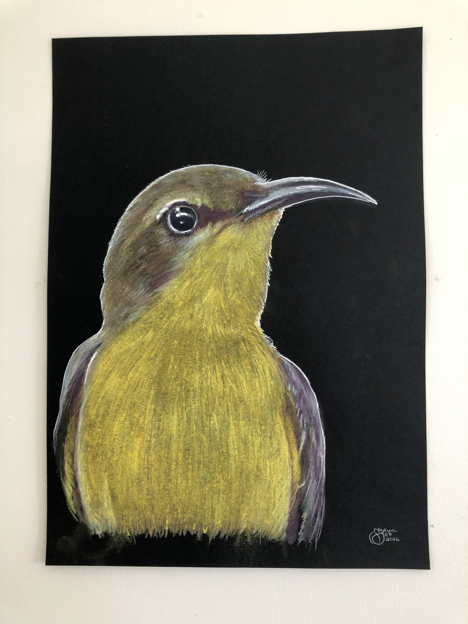 Sunbird - Susanna Job