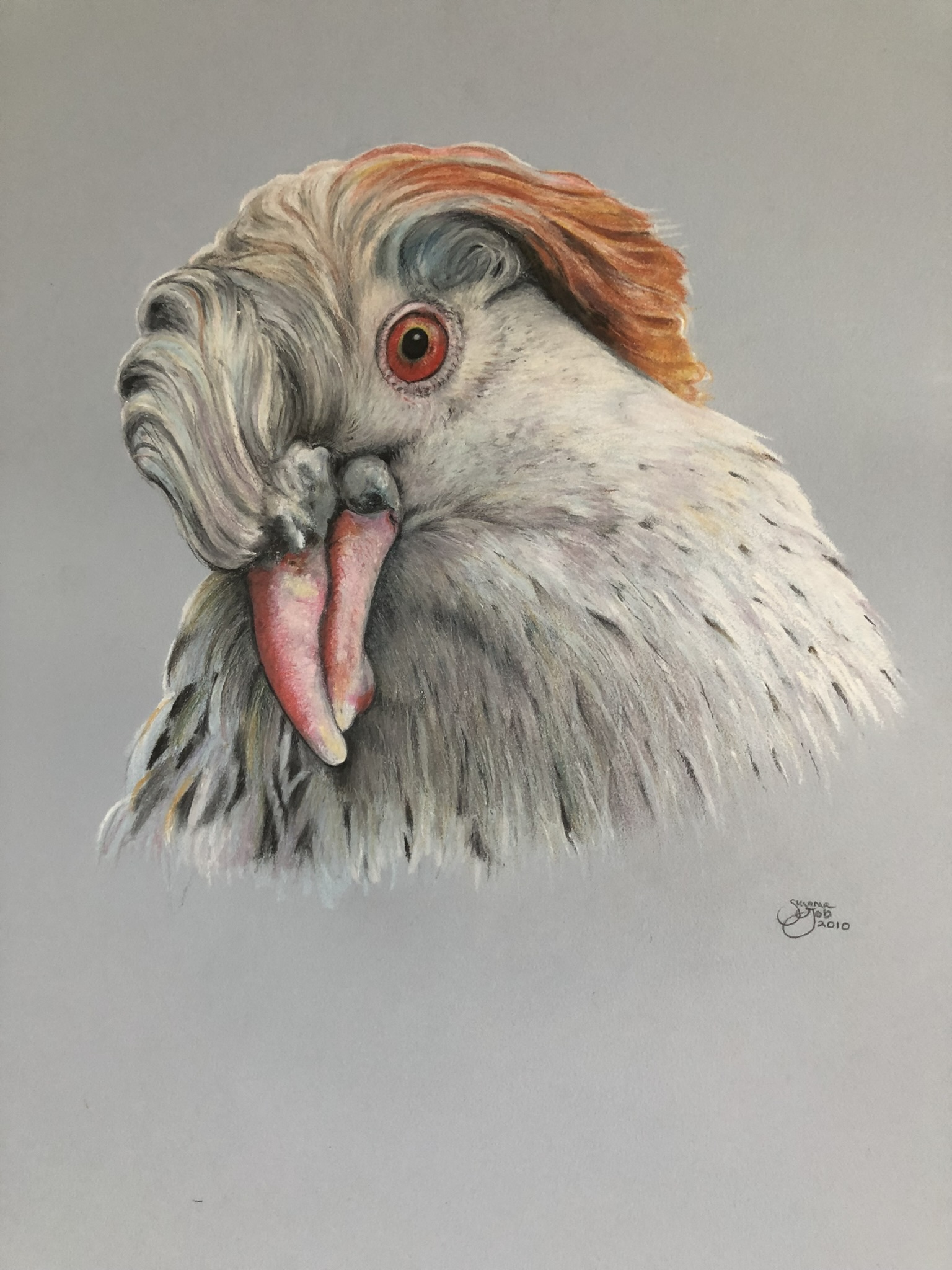 Topknot Pigeon - Susanna Job